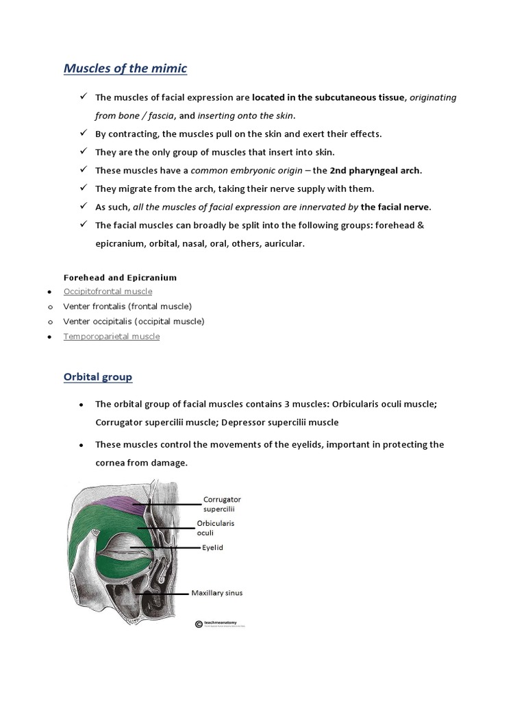 Muscles of The Mimic: From Bone / Fascia, and Inserting Onto The Skin ...