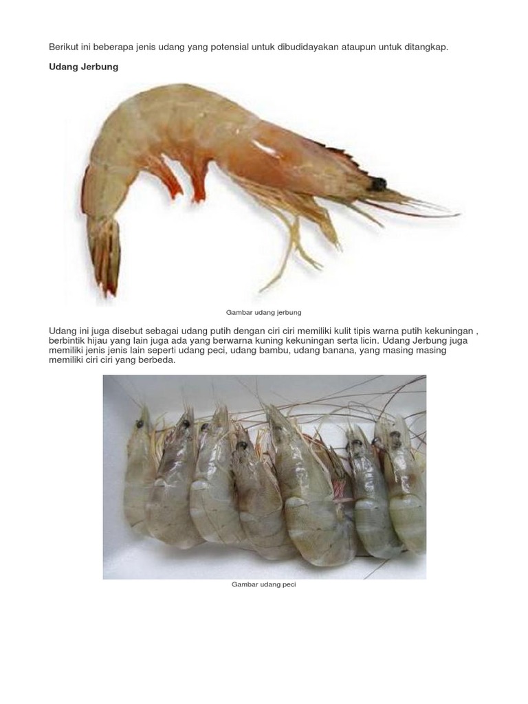 Jenis-Jenis Udang | PDF | Griya & Taman