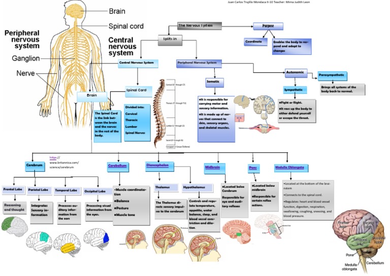 TheNervousSystem Map JCTM | PDF | Central Nervous System | Neuroscience