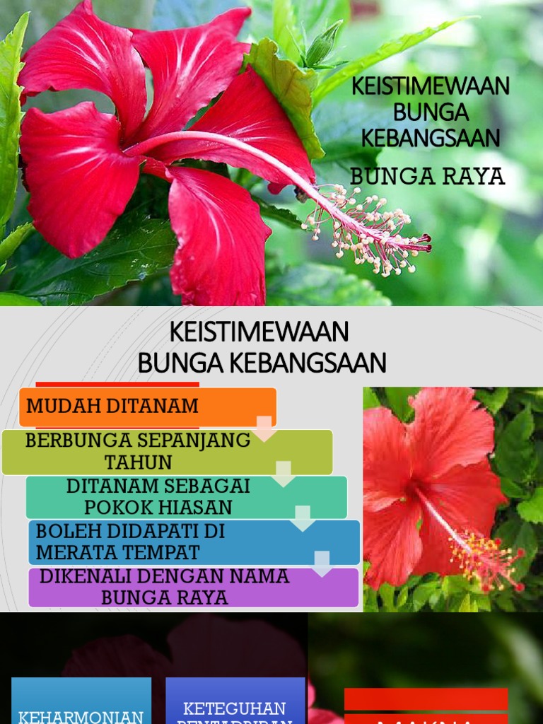 KEISTIMEWAAN BUNGA KEBANGSAAN