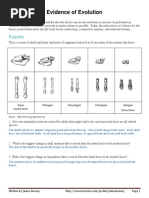 Cladogram Worksheet Practice KEY | PDF | Organisms | Phylogenetics