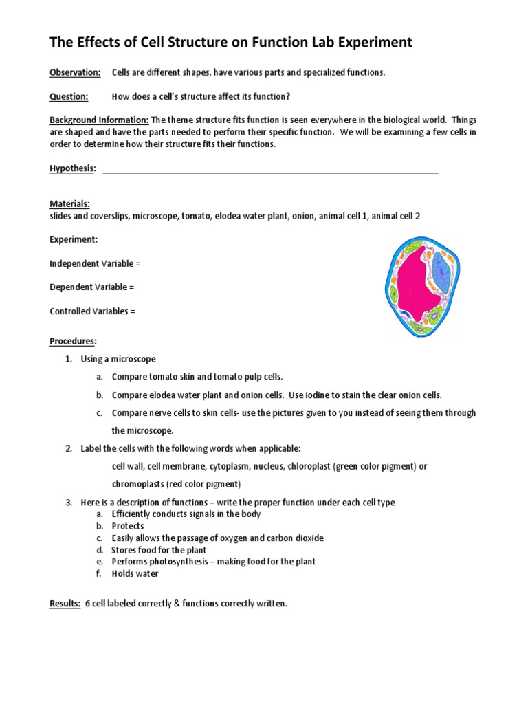 The Effects of Cell Structure On Function Lab Experiment | PDF | Cell (Biology) | Experiment