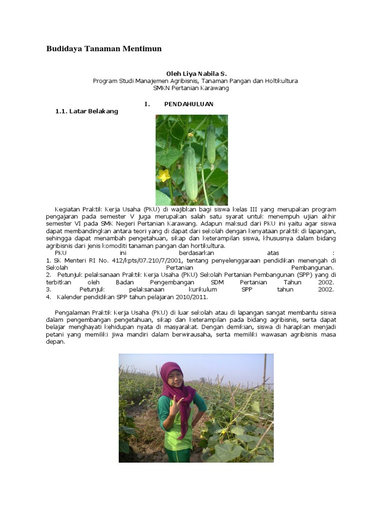 Budidaya Tanaman Mentimun | PDF