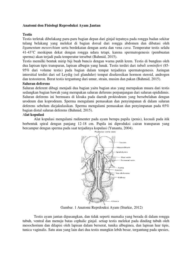 Ayam | PDF | Kesehatan Holistik | Sains & Matematika