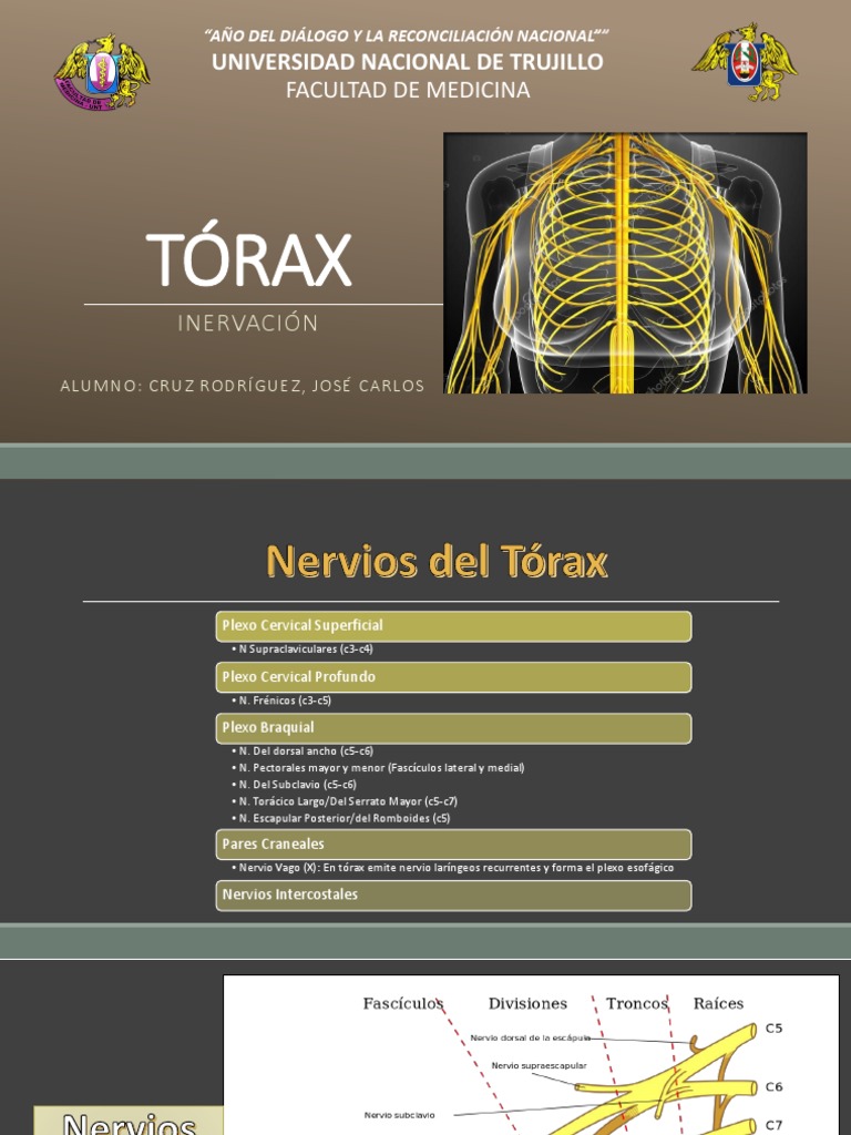 TÓRAX Inervacion | PDF | Tórax | Neuroanatomía