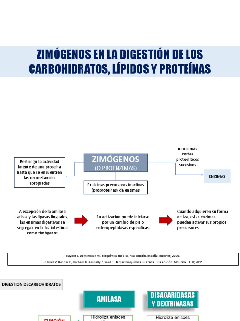 Zimogenos en La Digestion de Carbohidratos, Lipidos y Proteinas | PDF ...