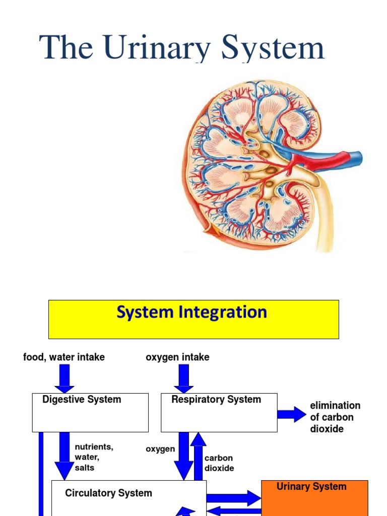 Urinarysystem | PDF | Kidney | Genitourinary System