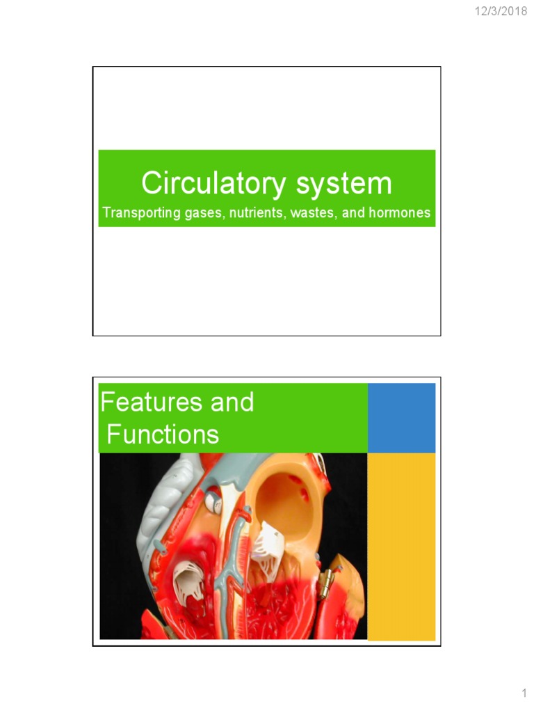 Cardiovascular System | PDF | Atrium (Heart) | Circulatory System