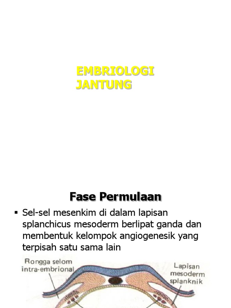 Embriologi Jantung: Proses Pembentukan | PDF
