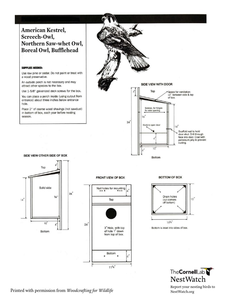 American Kestrel PDF | PDF