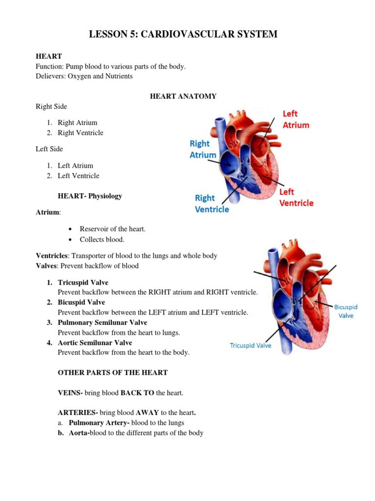Lesson 5: Cardiovascular System | PDF | Cardiovascular Diseases | Heart ...