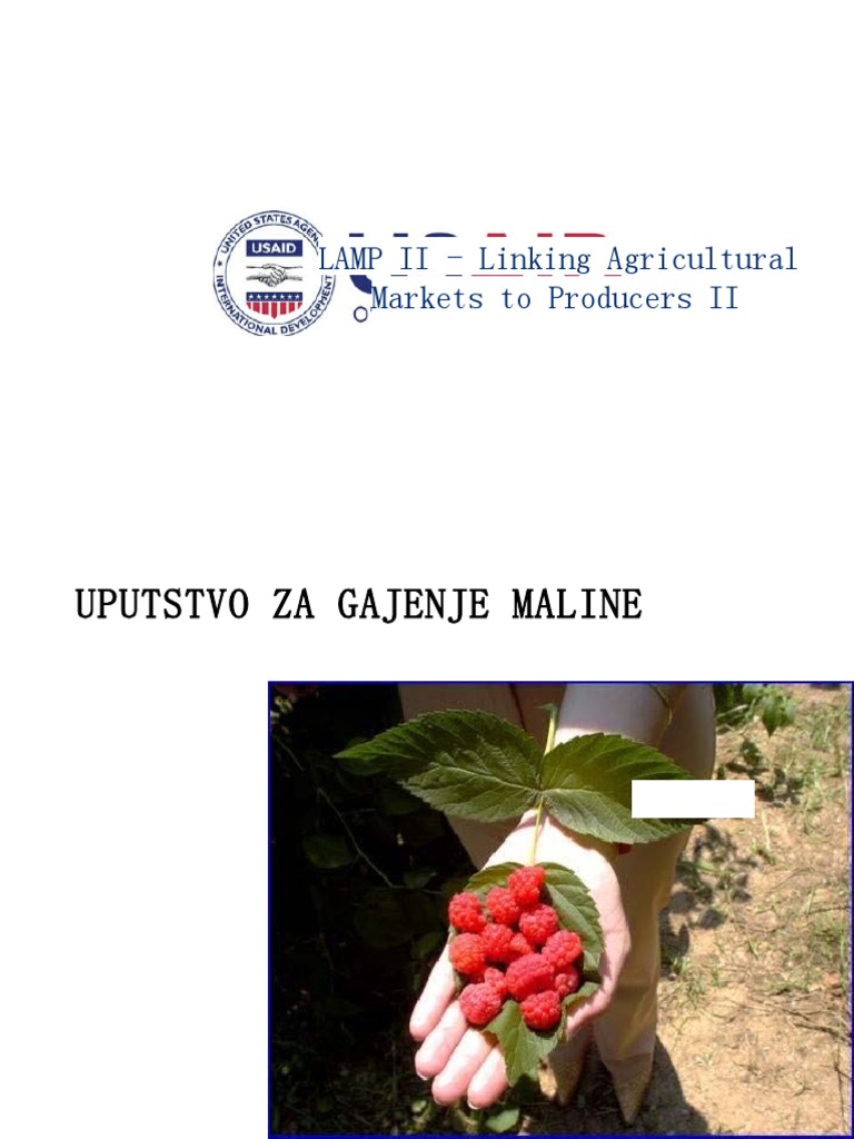 Uzgoj Pikovane Sadnice Maline | PDF