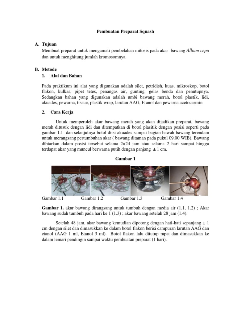 Laporan Pembuatan Preparat Squash | PDF