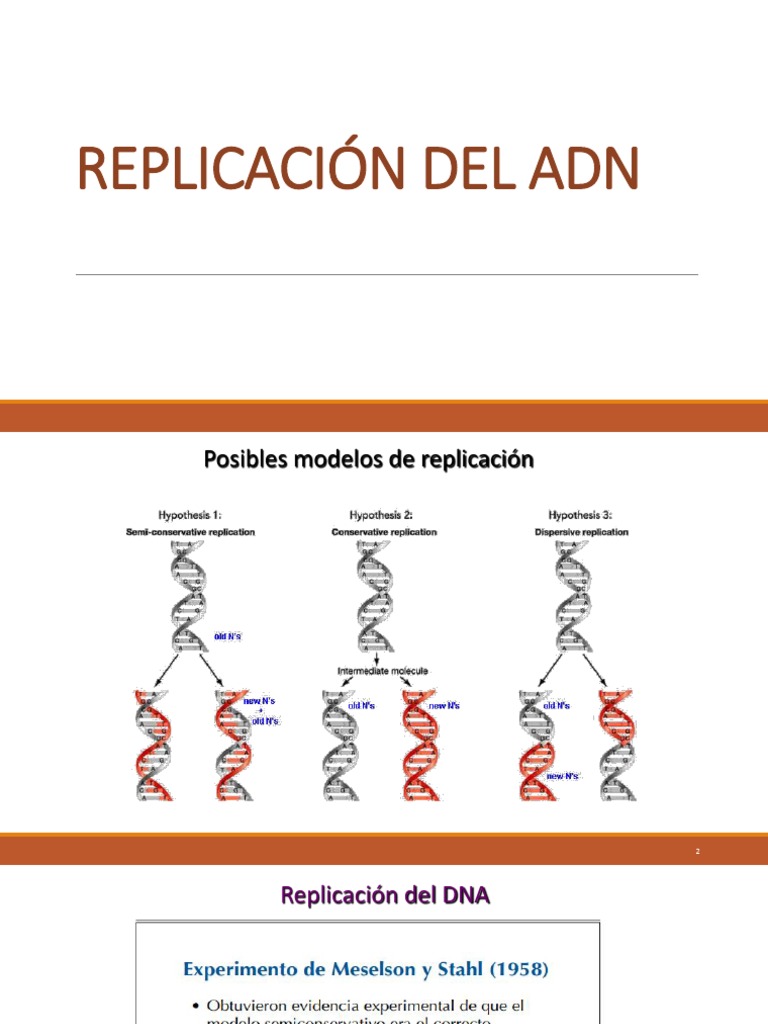 Replicación Del Adn | PDF | Replicación De Adn | Primer (Biología Molecular)