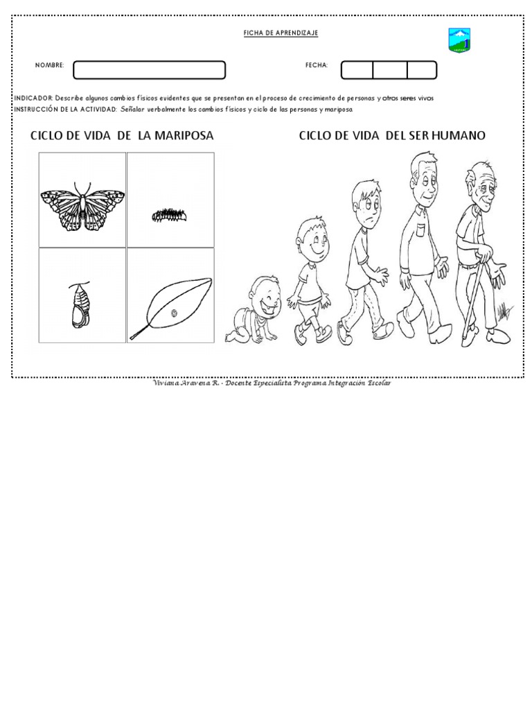 Hoja De Trabajo Sobre El Ciclo De Vida De La Mariposa, Segundo Grado