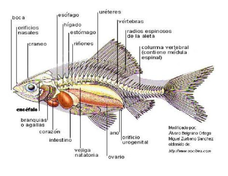 Pez y Sus Partes | PDF