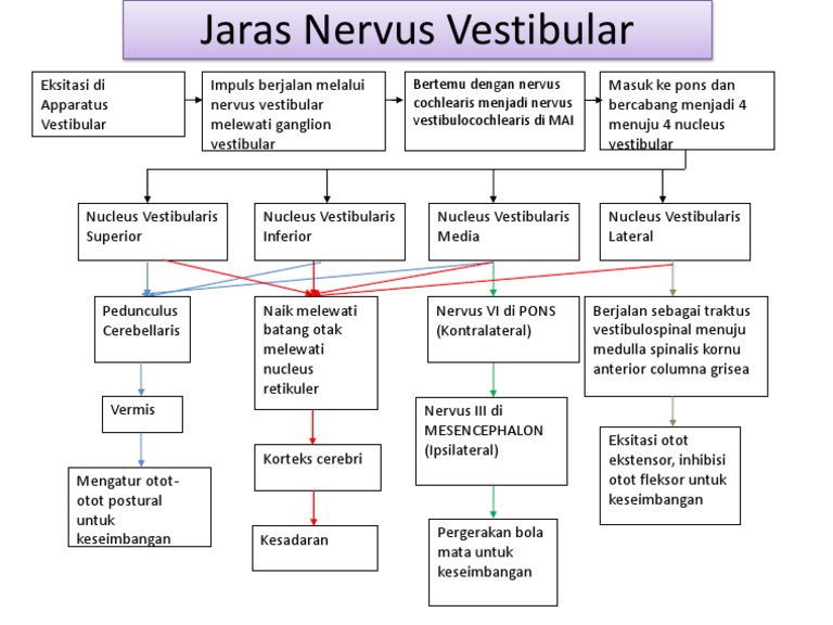 Jaras Nervus Vestibular | PDF