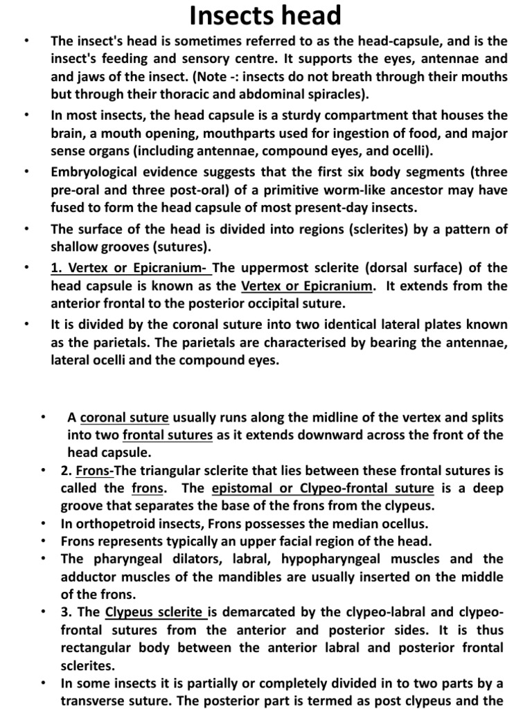 Insects Head | PDF | Insects | Animal Anatomy