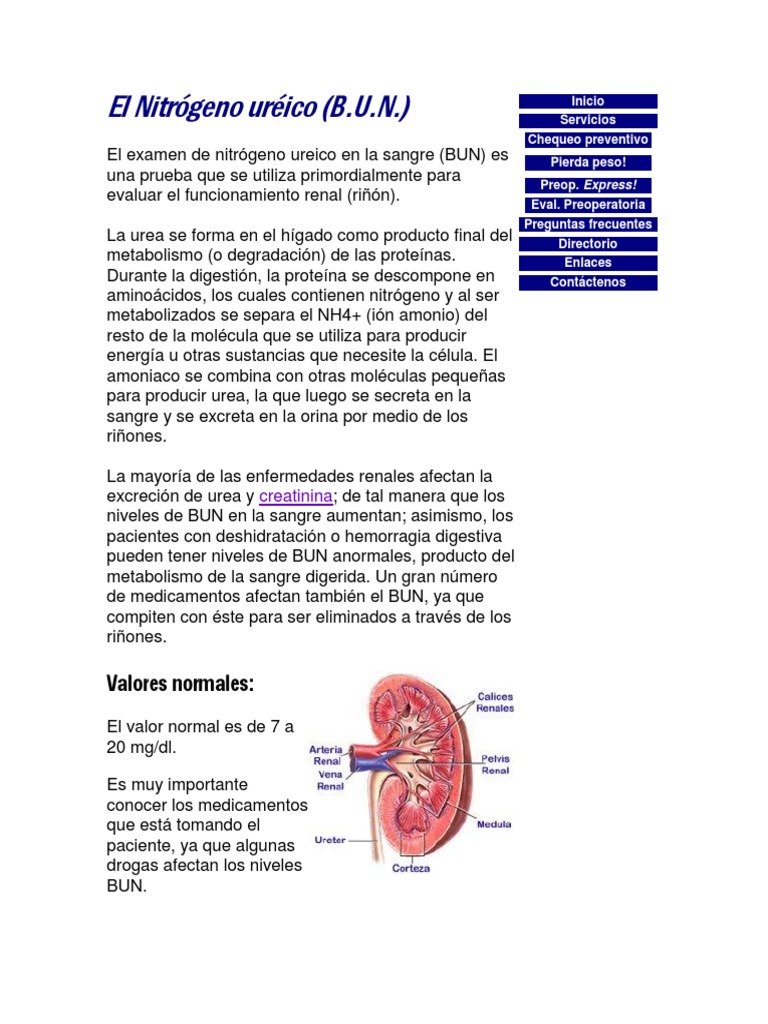 Bun y Creatinina | Creatinina | Riñón