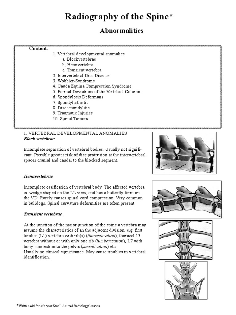 Radiography of The Spine | PDF | Vertebral Column | Vertebra