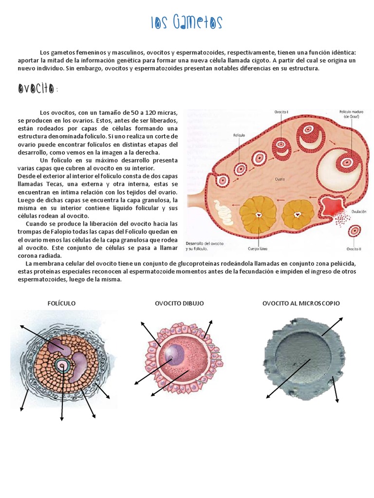 Los Gametos | Biología Celular) | Biología Celular