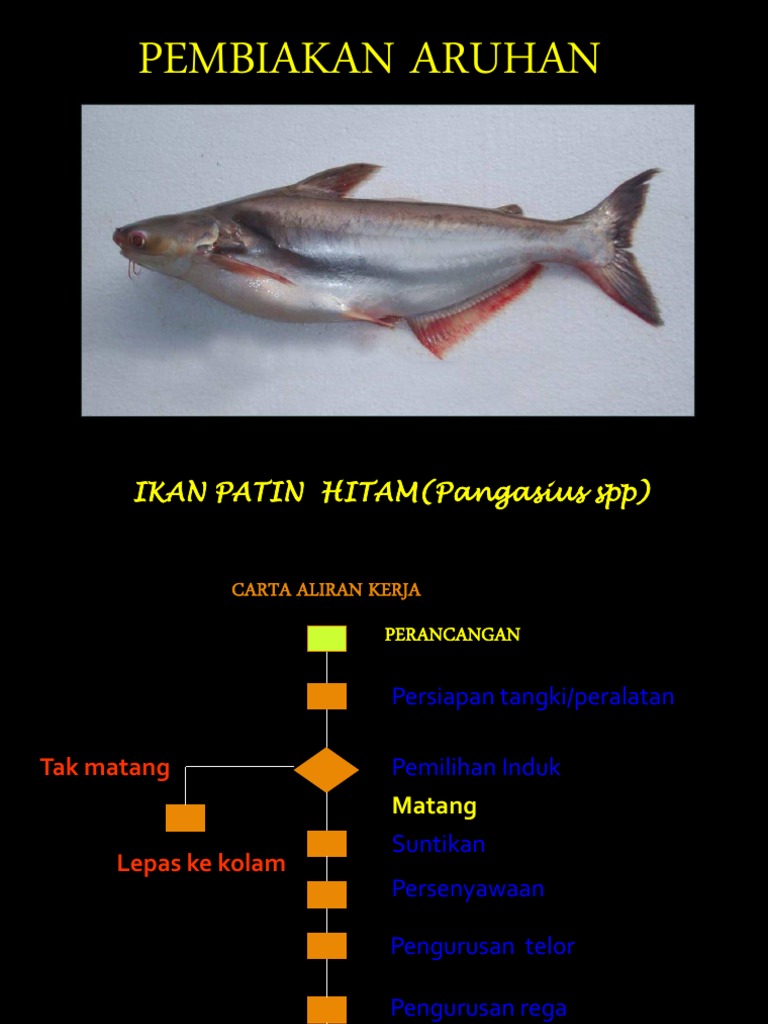 Pembiakan Ikan Patin Hitam | PDF