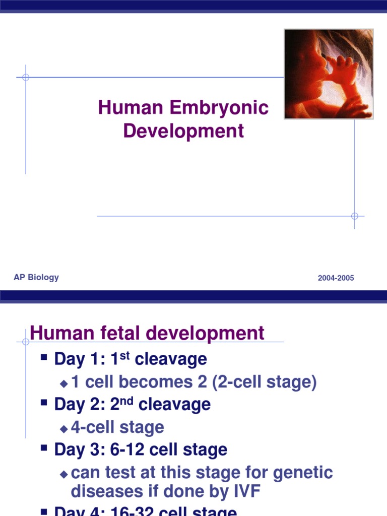 Human Embryonic Development Stages | PDF | Anatomy | Animal Anatomy