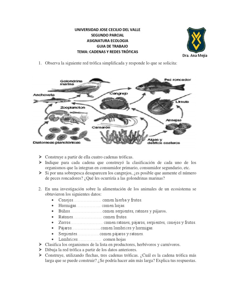 Hojas De Trabajo Sobre La Red Alimentaria Cadenas Alimentarias Nueva