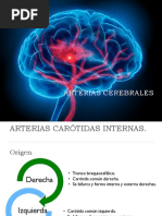 Irrigación Cerebral: Anatomía Detallada | PDF | Cerebelo | Cerebro