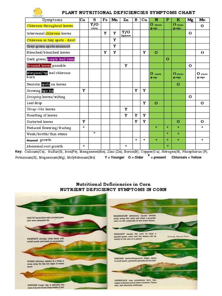 Plant Nutritional Deficiencies: A Visual Guide to Symptoms Across Key ...