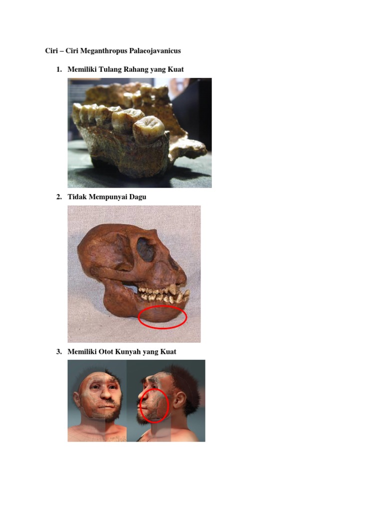 Ciri - Ciri Meganthropus Palaeojavanicus 1. Memiliki Tulang Rahang Yang ...