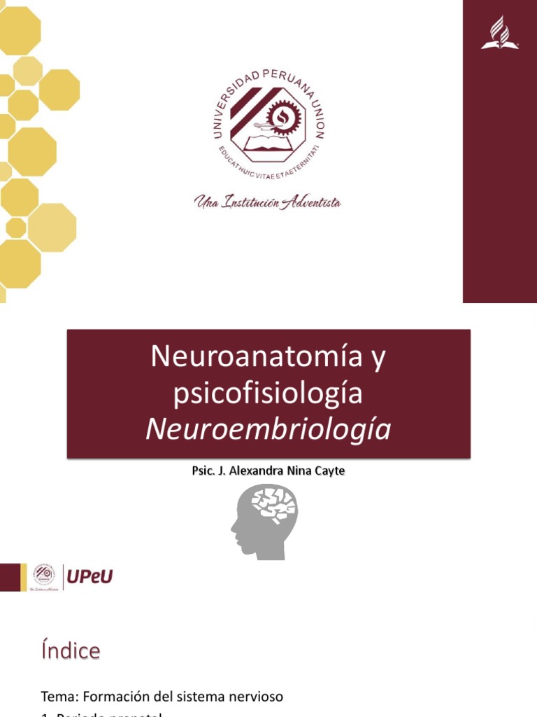 Neuroembriología | Descargar gratis PDF | Sistema nervioso central ...