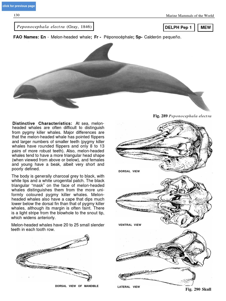 Peponocephala Electra (Gray, 1846) : Delph Pep 1 Mew | PDF | Whales ...
