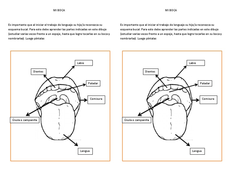 Dibujos De La Boca Y Sus Partes Partes De La Boca Conoce El Nombre De