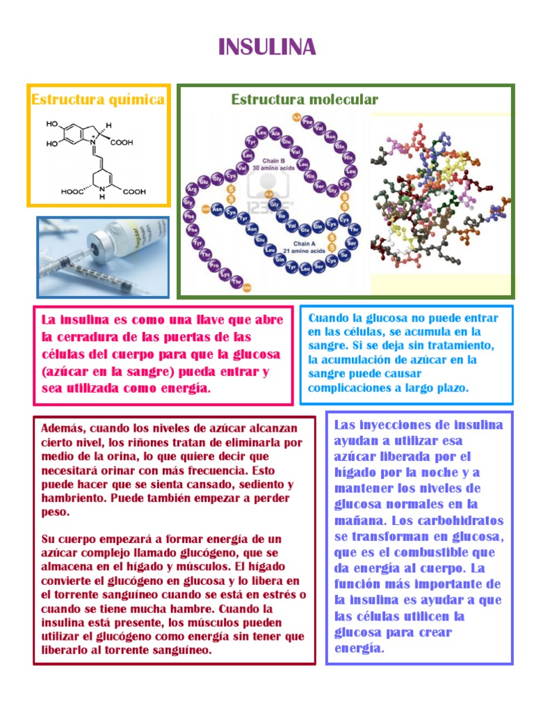 Estructura y función de la insulina | PDF | Glucógeno | Insulina