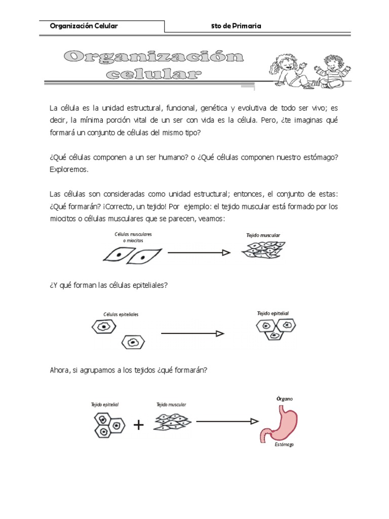 Estructura y Organización Celular | PDF