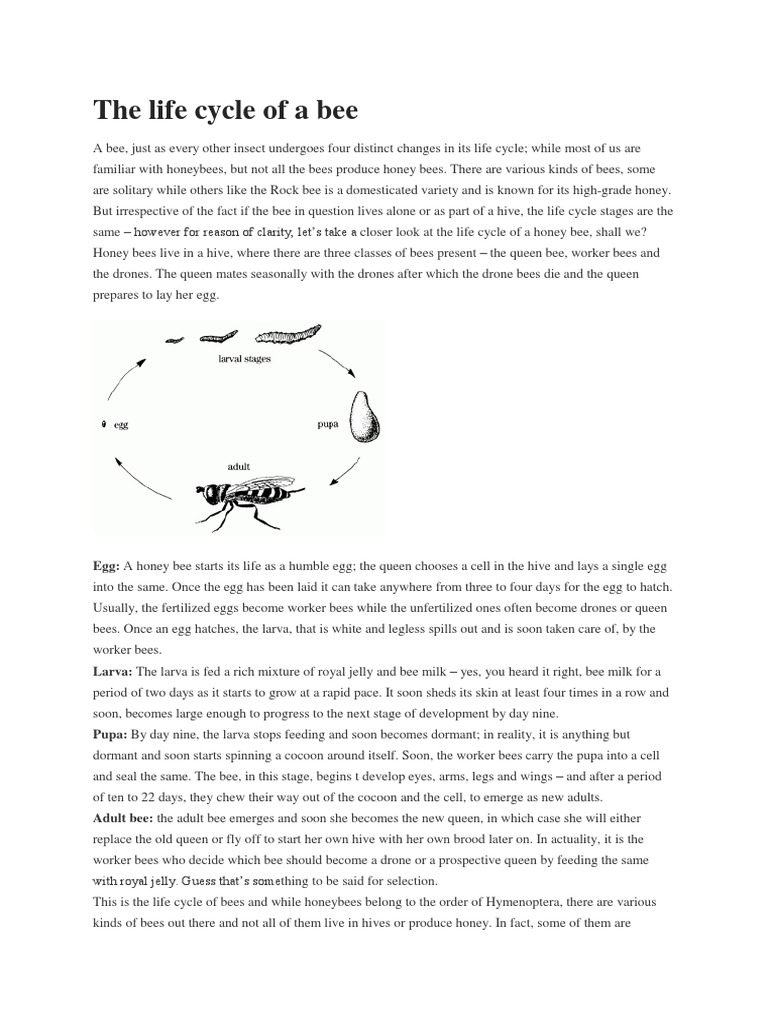 The 4 Stage Life Cycle of Bees from Egg to Adult | PDF | Bees | Honey Bee