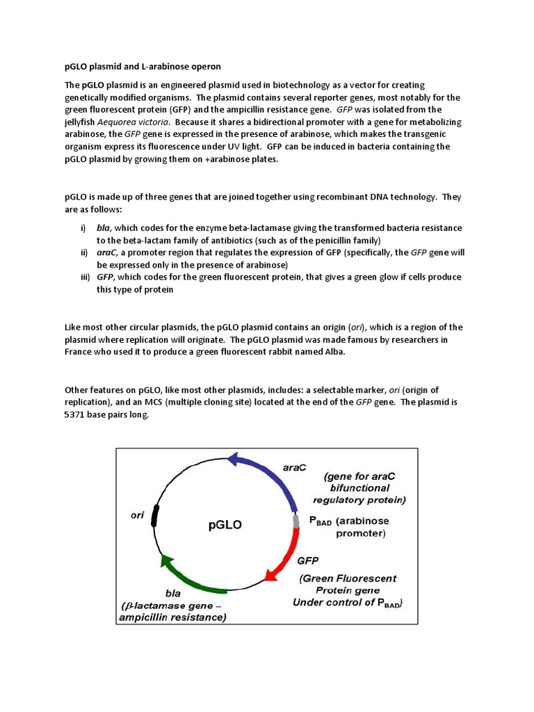 pGLO Plasmid & L-Arabinose Operon | PDF | Gene Expression | Organisms