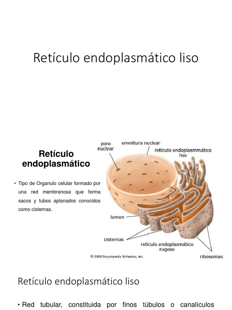 RE Liso | PDF | Retículo endoplásmico | Anatomía
