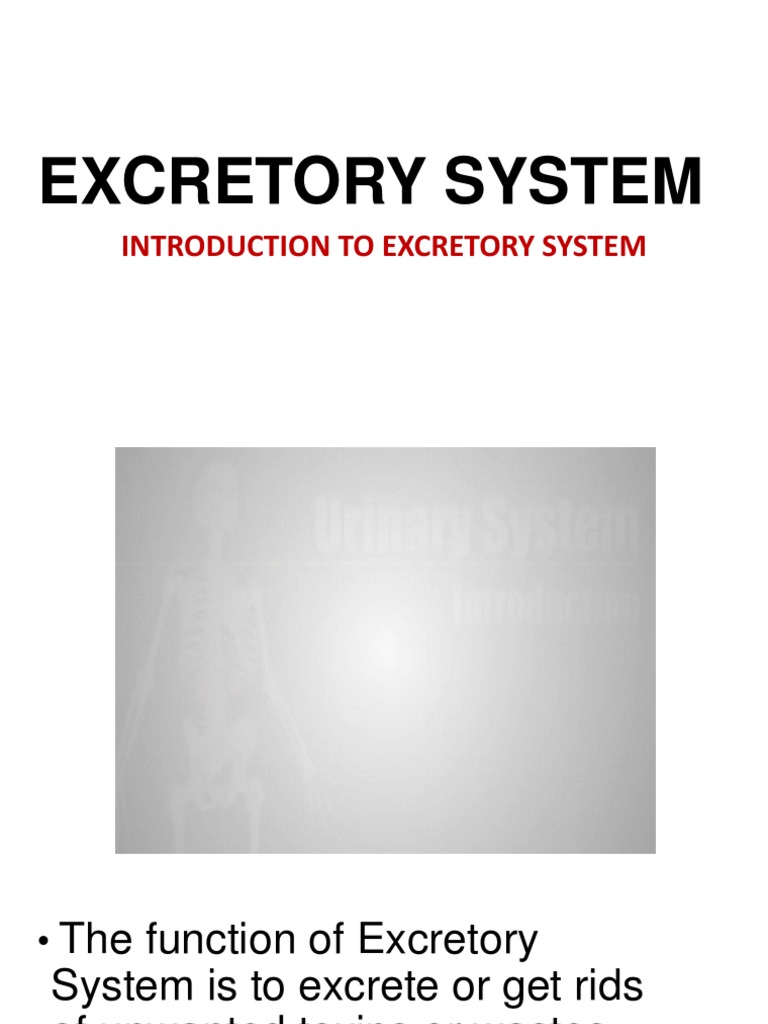 Introduction To Excretory System | PDF | Excretion | Human Body