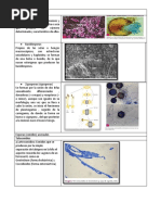 Azul de Tripan | PDF | Tinción | Microscopía
