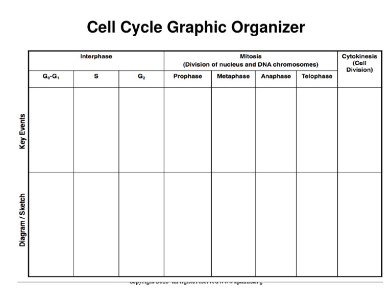 Cell Cycle Graphic Organizer | PDF