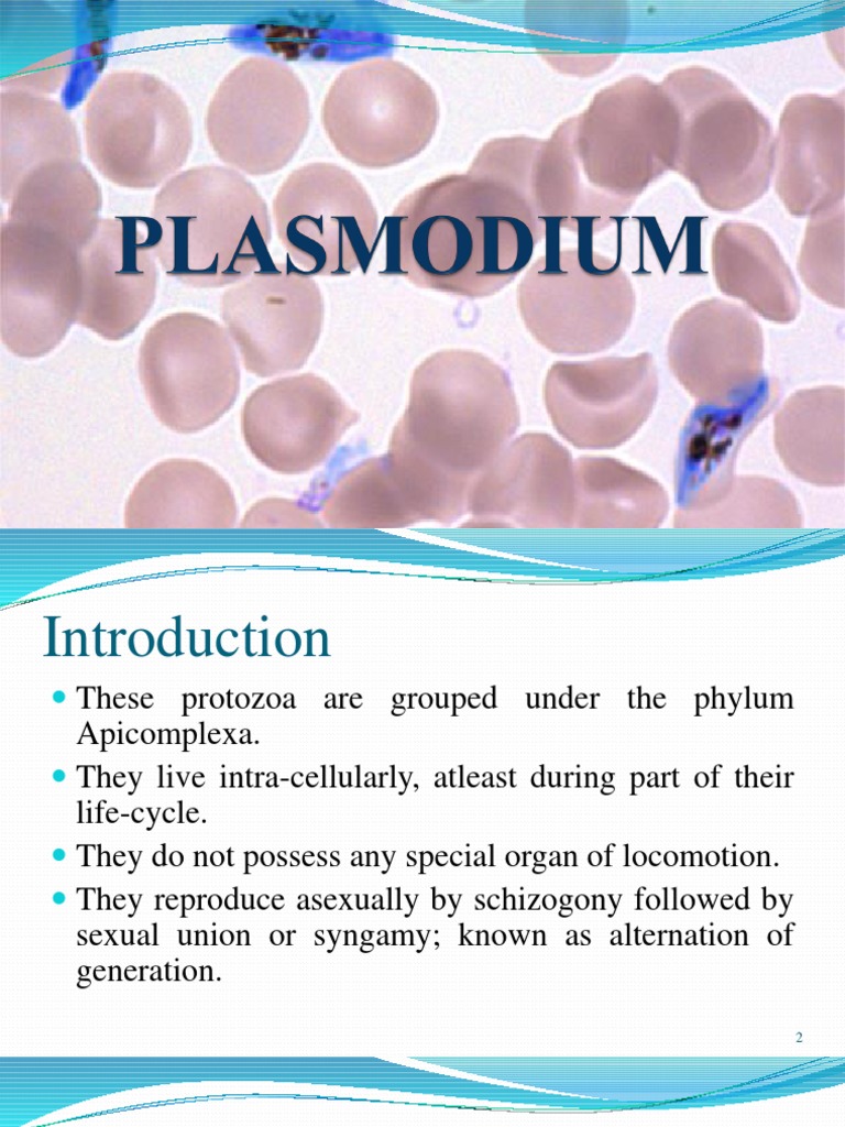 Plasmodium | PDF | Plasmodium Falciparum | Malaria