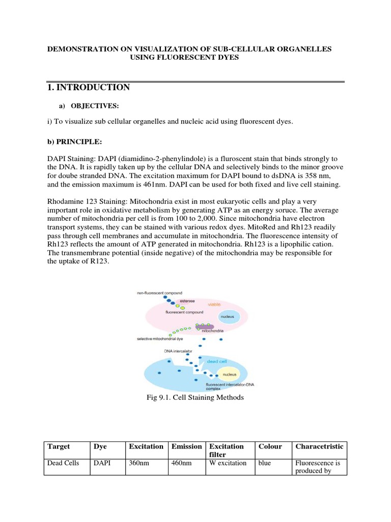 Visualization DAPI Rhodamine | PDF | Staining | Dapi