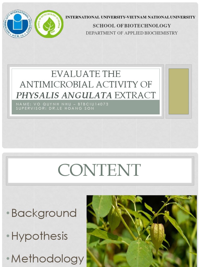 Evaluate The Antimicrobial Activity of Physalis Angulata Extract | PDF