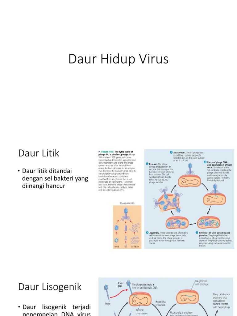 Daur Hidup Virus | PDF