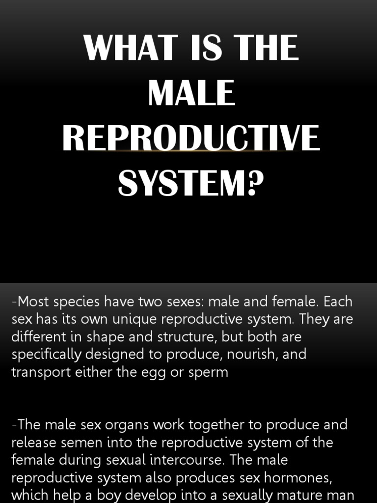 What Is The Male Reproductive System | PDF | Human Reproduction ...