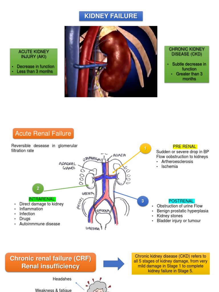 Understanding Kidney Disease Stages | PDF
