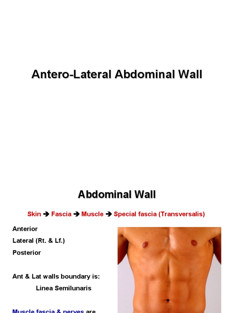 Antero-Lateral Abdominal Wall Anatomy | PDF | Nature | Abdomen