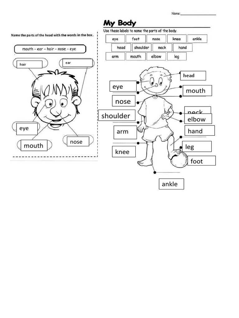 Worksheet Part of Body7 | PDF | Professional Wrestling | Sports